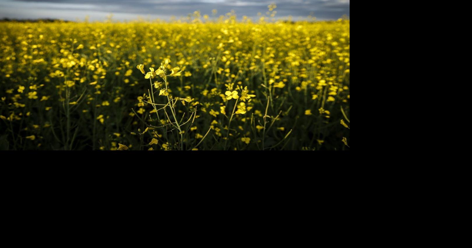 Canadian farmers hoping Carney can find resolution to canola tariffs in ...