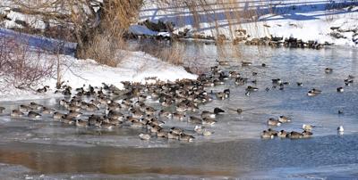 goose run error found 1 missing migrations