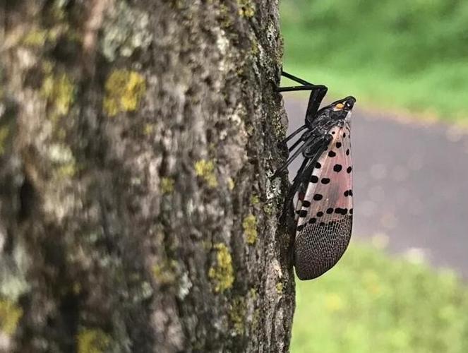 Invasive insect potentially ‘detrimental’ to Niagara vineyards