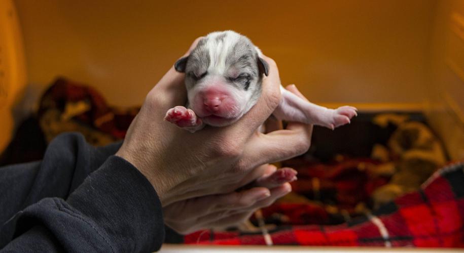 8 puppies with umbilical cords attached abandoned in Grimsby