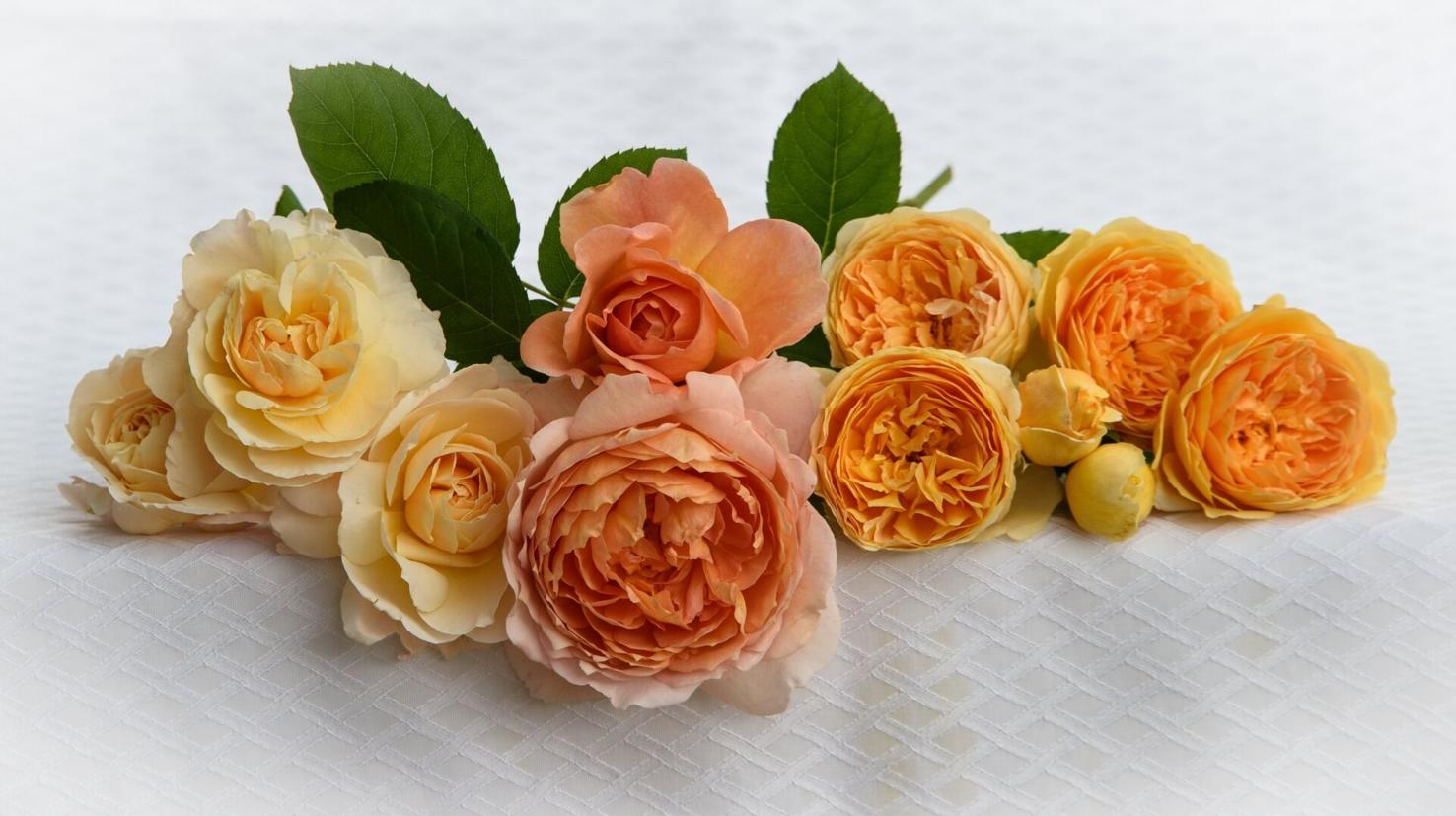 Expert tips from National Garden Bureau’s rose panel