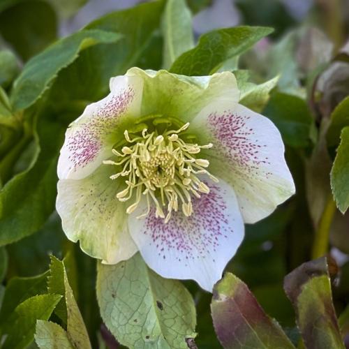 Hellebores earn their keep