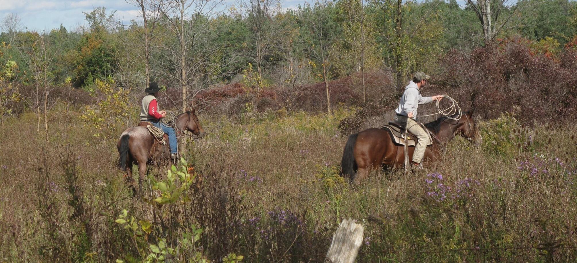 A look back at Niagara’s strangest animal escapes