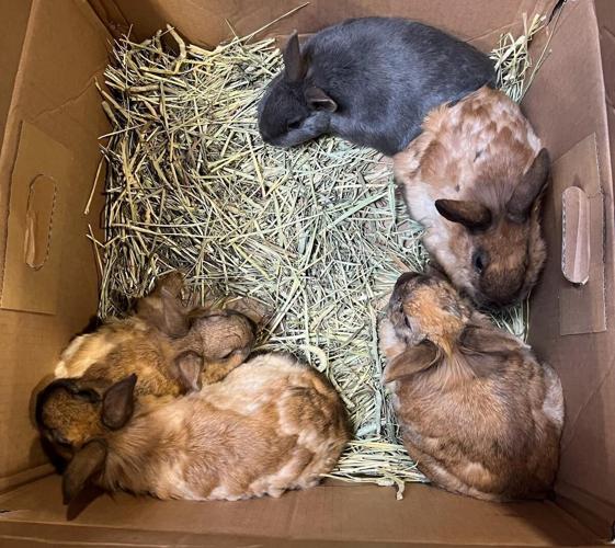 Bunnies abandoned in cardboard box up for adoption