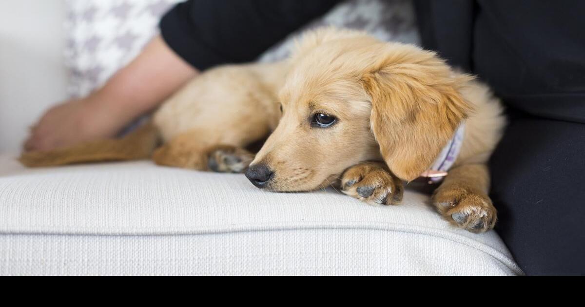 Puppy to provide comfort to grieving families at Niagara funeral home