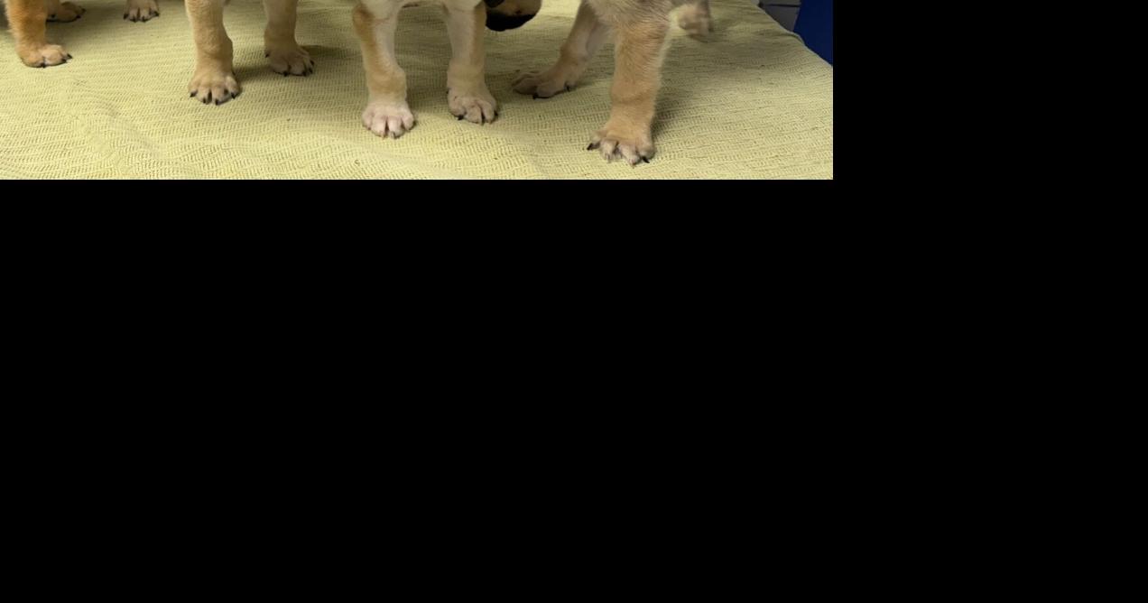 Abandoned puppies found in box treated for malnourishment