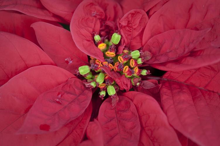 Poinsettia facts and folklore