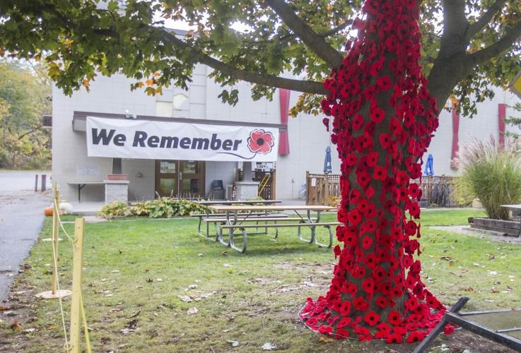 Photos: Poppies populate Niagara-on-the-Lake