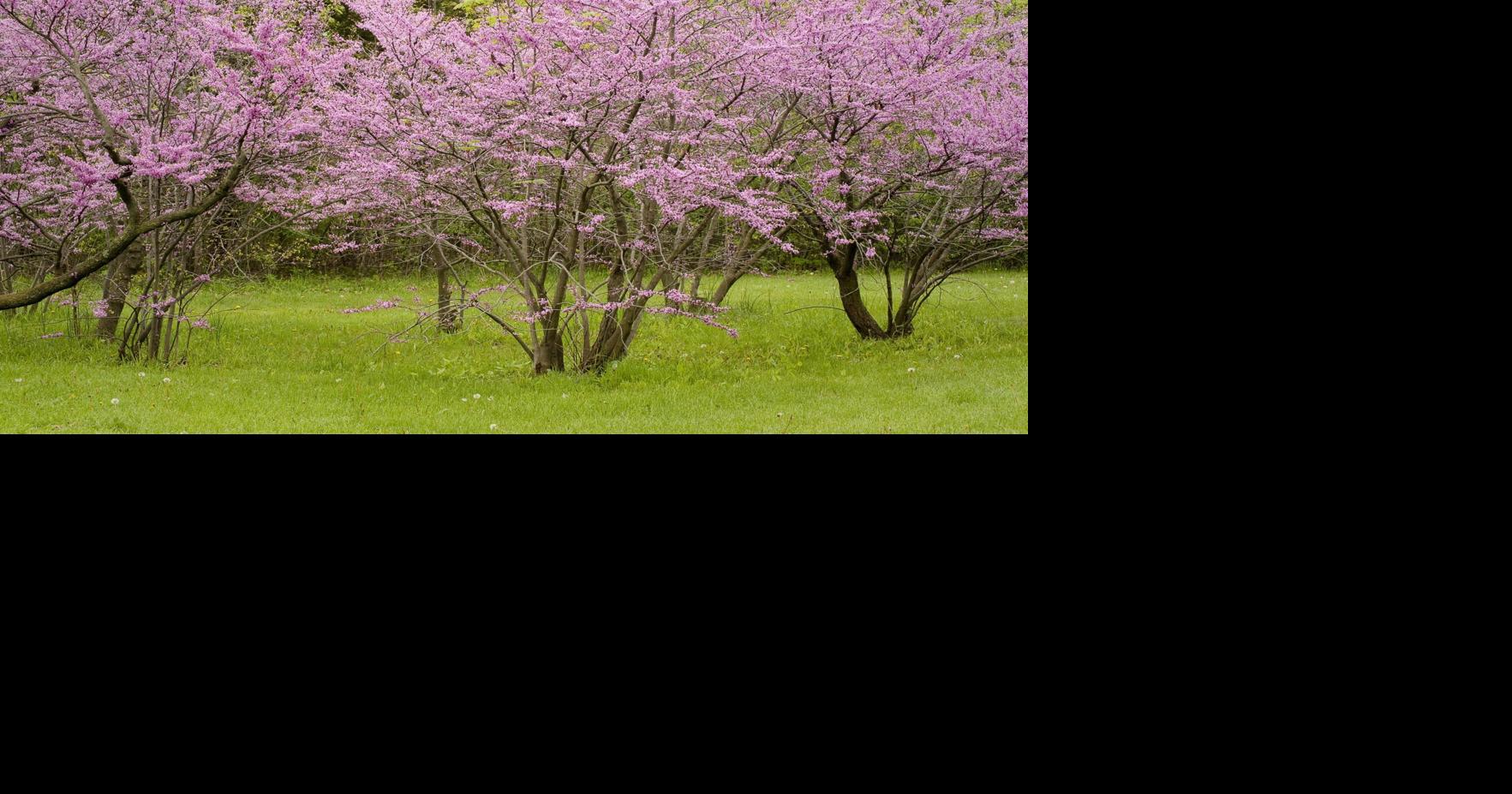 Bask in the gentle glow of the Eastern redbud