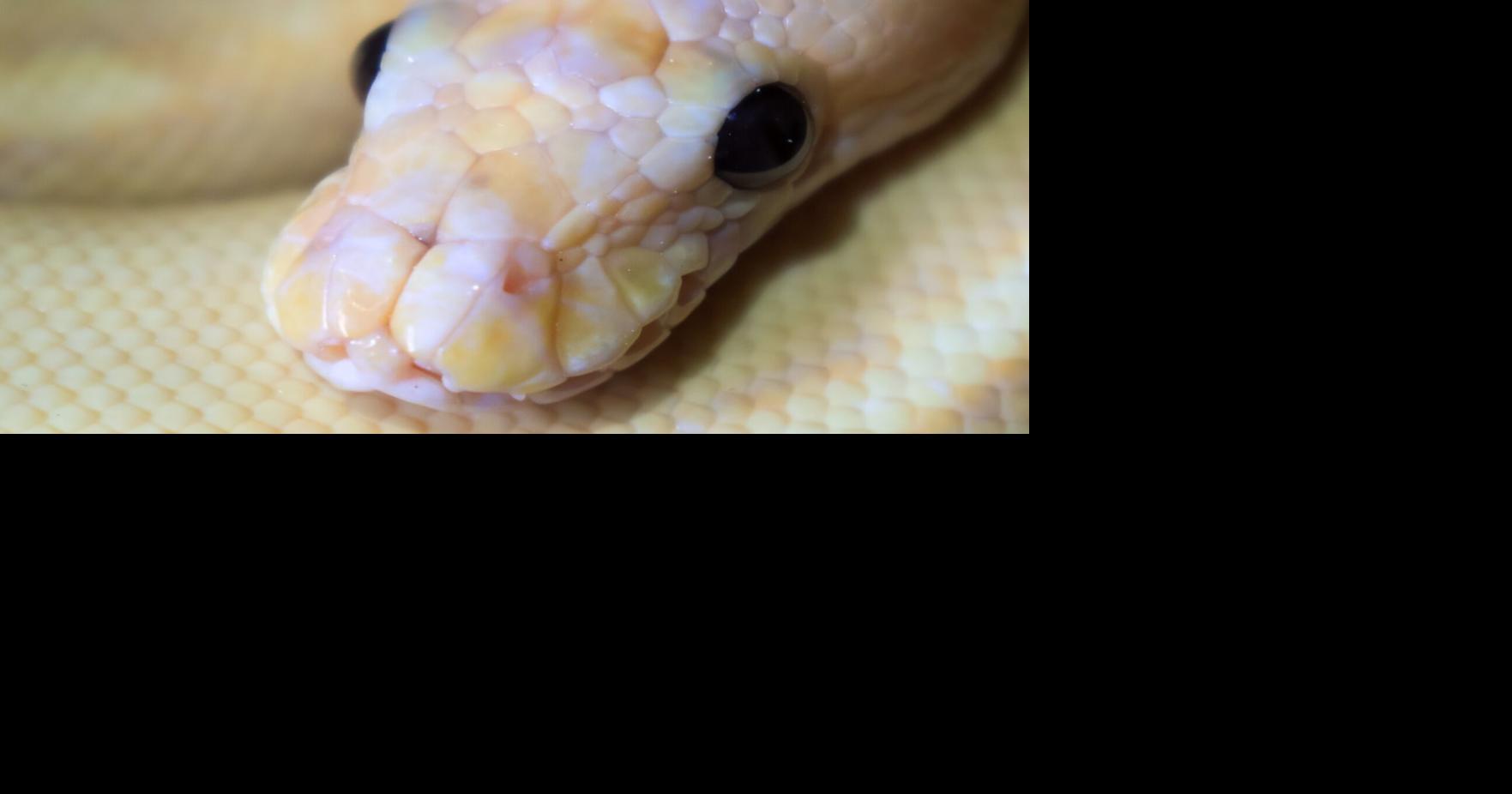 Python in the court: lessons from a ‘service animal’ Rico