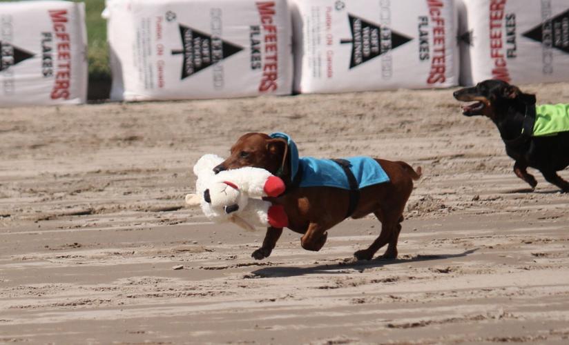 Best in Go: Wiener dog races at Fort Erie Race Track