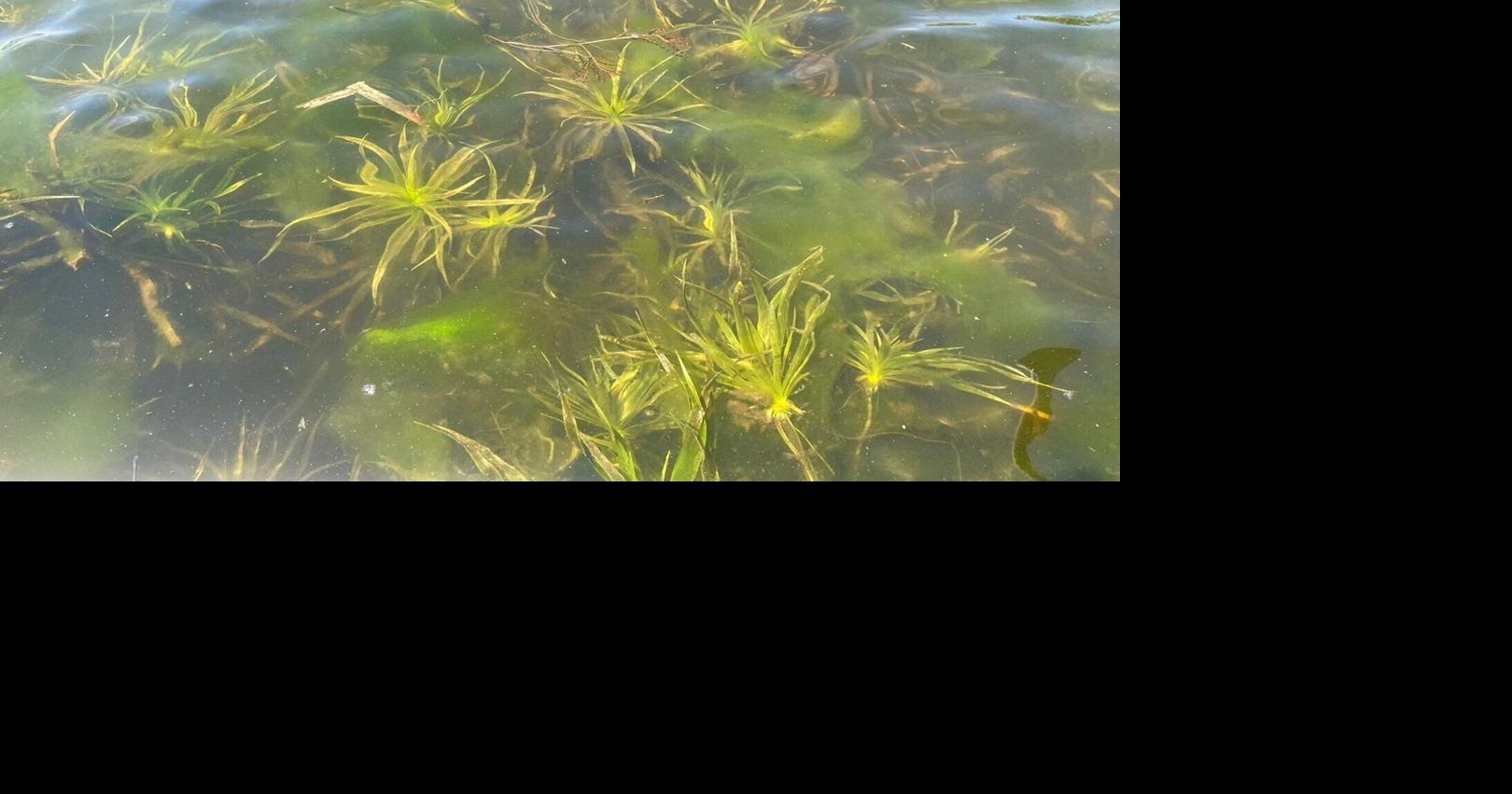 Ontario ups invasive species action plan with $2 million