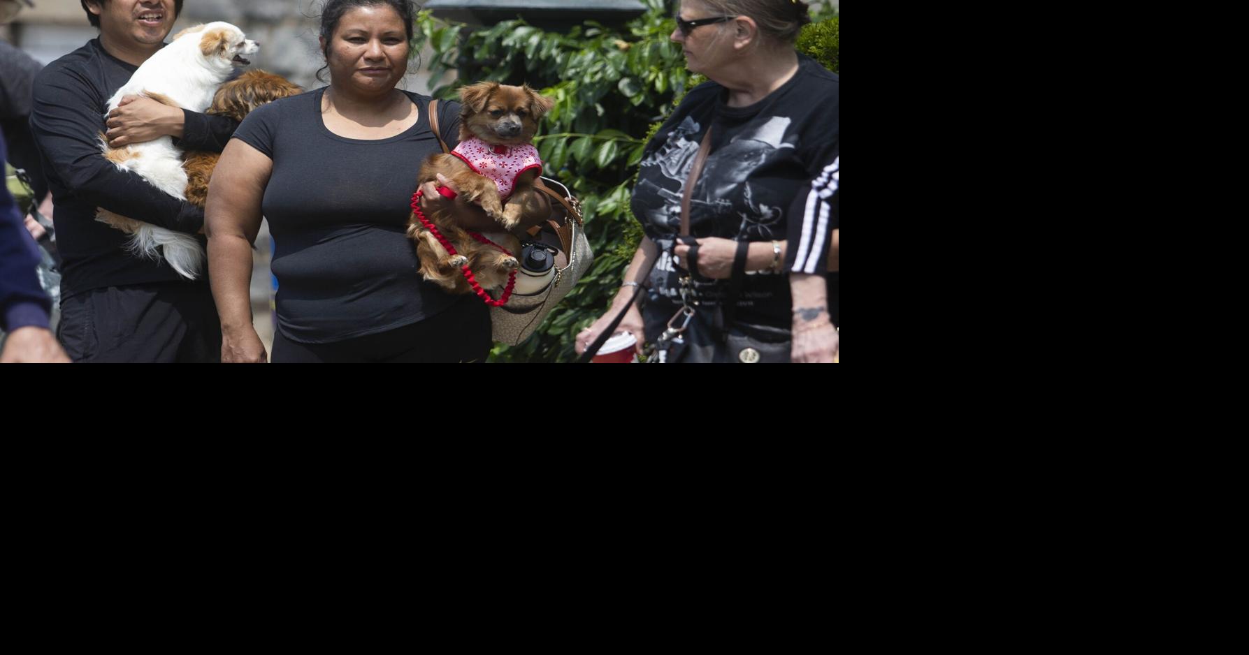 Free rabies shots draw long lineup in St. Catharines