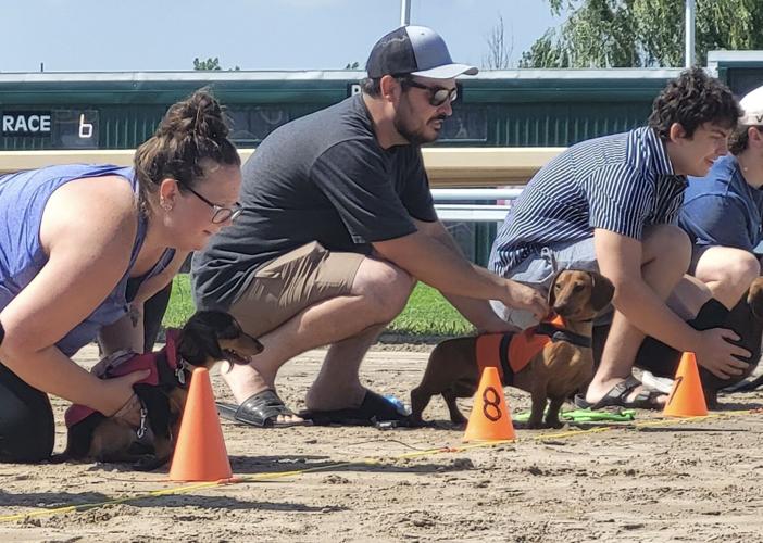 Best in Go: Wiener dog races at Fort Erie Race Track