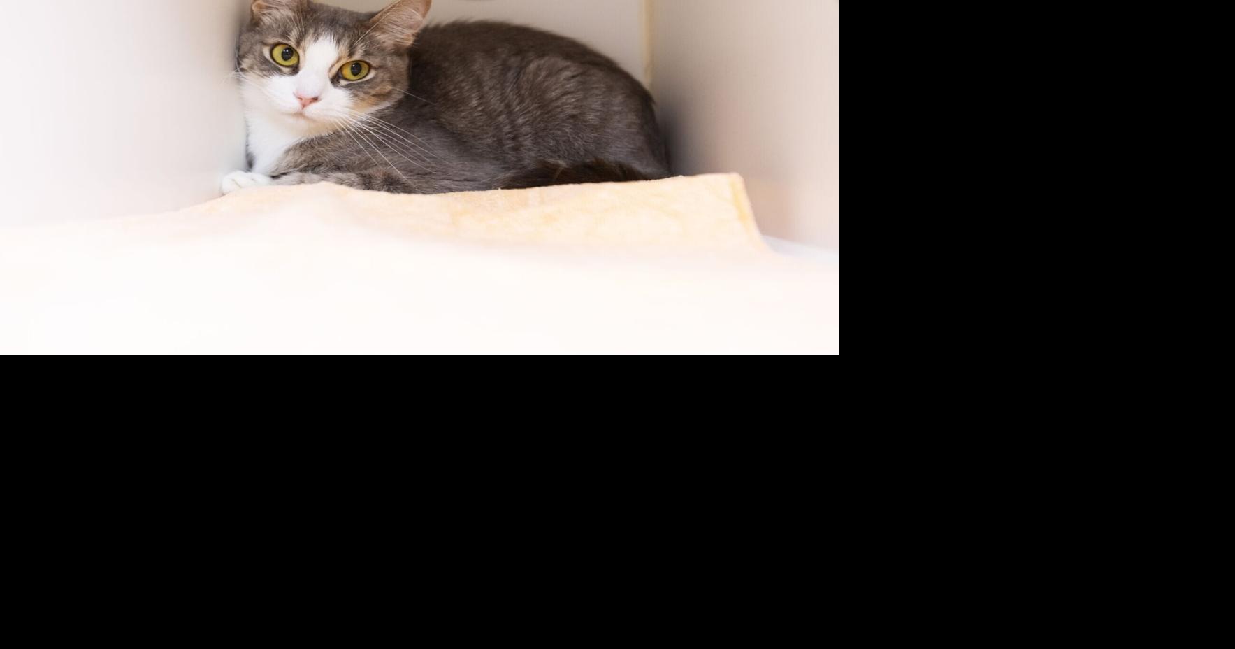 Cats found abandoned in hot, cramped bin in St. Catharines