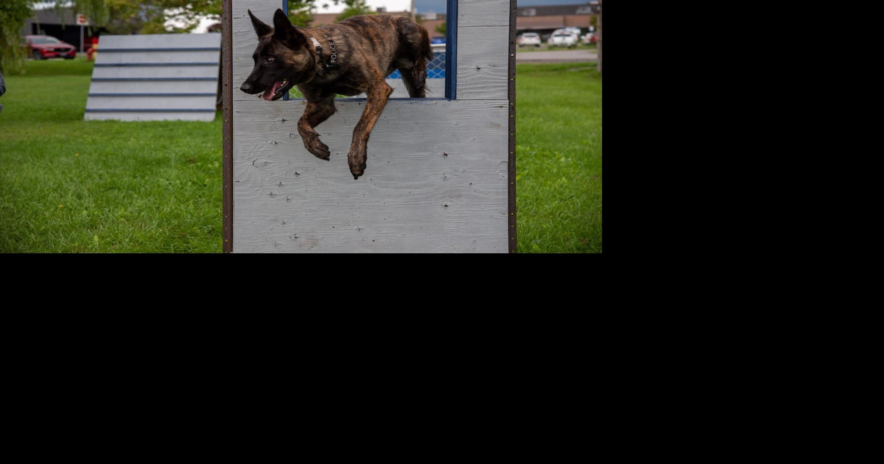 Niagara police dogs get tech boost, but coverage gaps remain