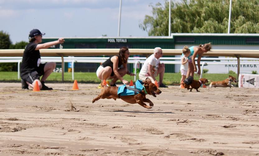 Best in Go: Wiener dog races at Fort Erie Race Track