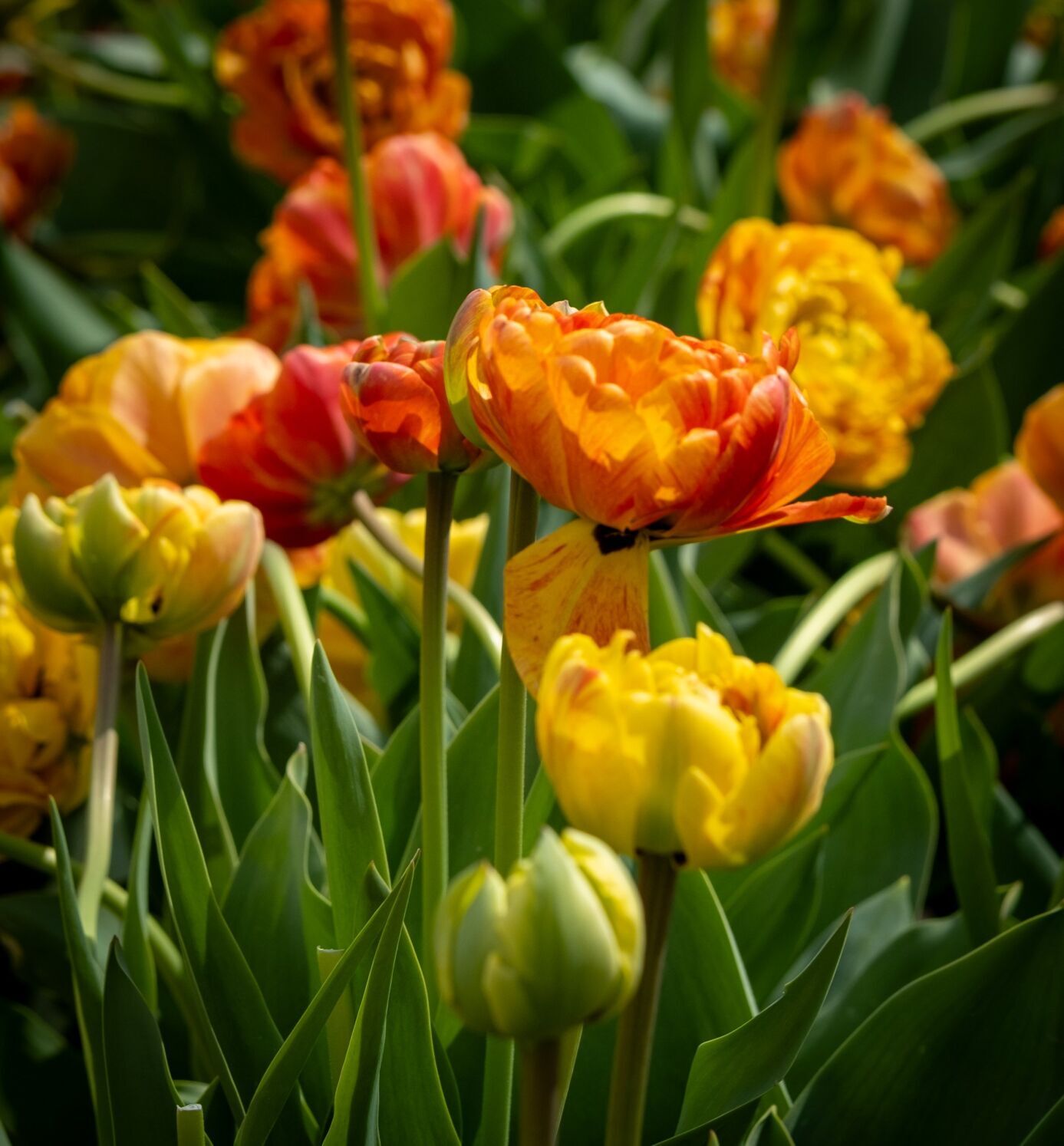 Canada’s largest tulip festival a breath-taking sight