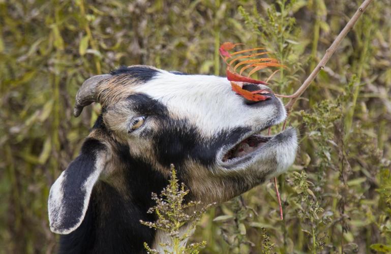 Goats: Nature’s weed eaters grazing at Niagara College