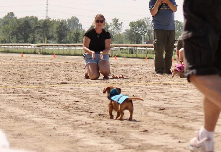 Best in Go: Wiener dog races at Fort Erie Race Track