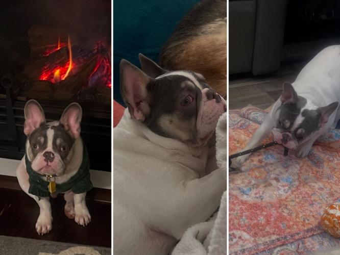 How do you tell if surgery on a dog works? Give it a FitBark