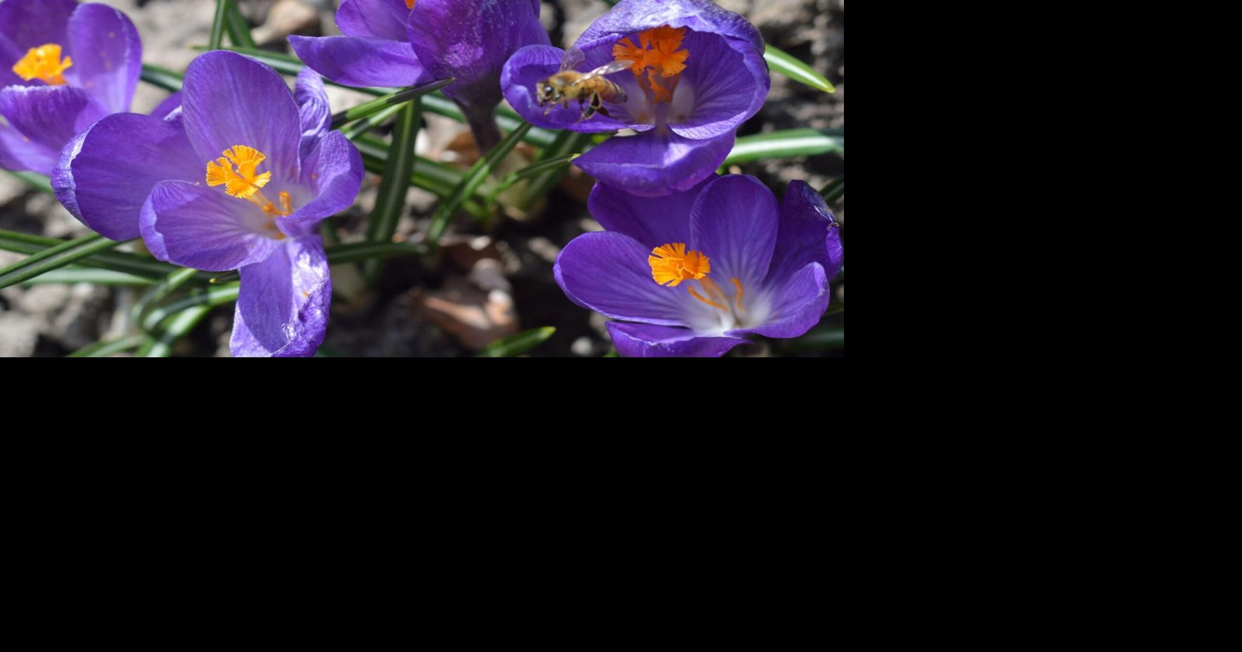 Springing out of winter hibernation in Niagara