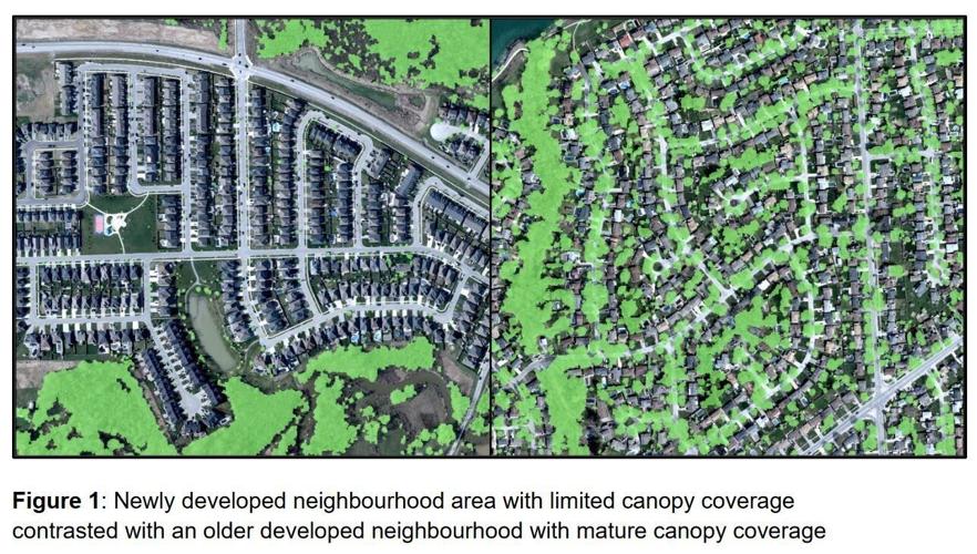 Ground-breaking NIagara project puts our forests on the map