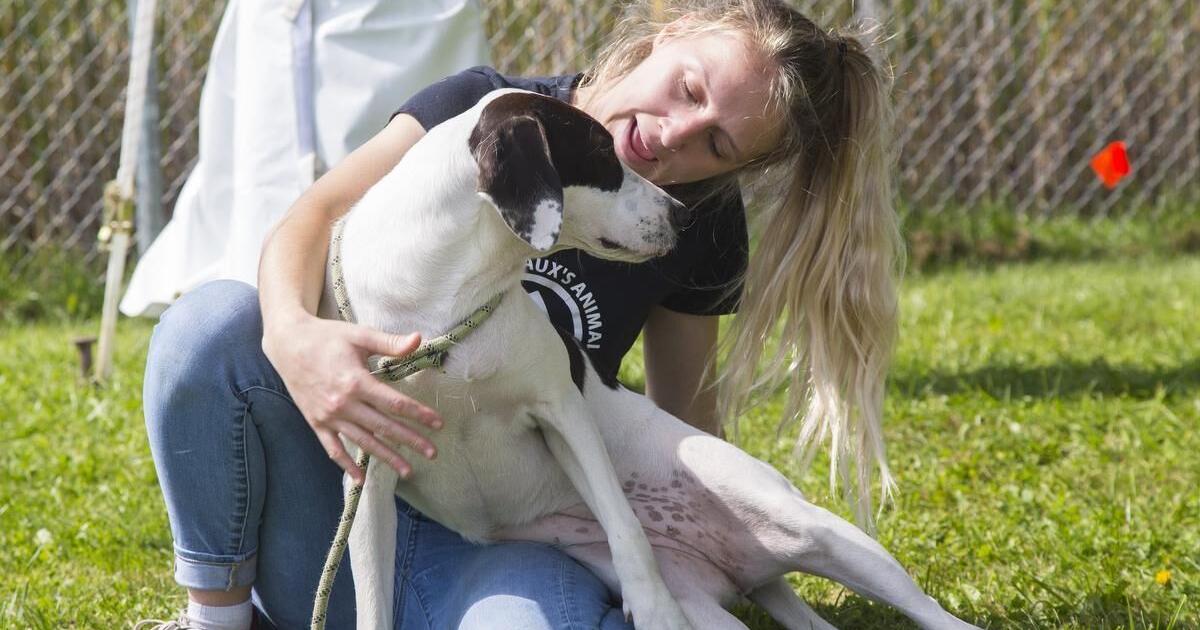 Dog fight: Rift grows between Niagara’s humane societies