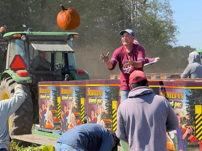 Prolonged drought puts scare into Norfolk pumpkin growers