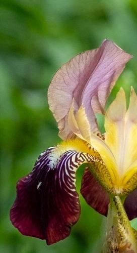 Bearded iris — survivor in a woodland meadow