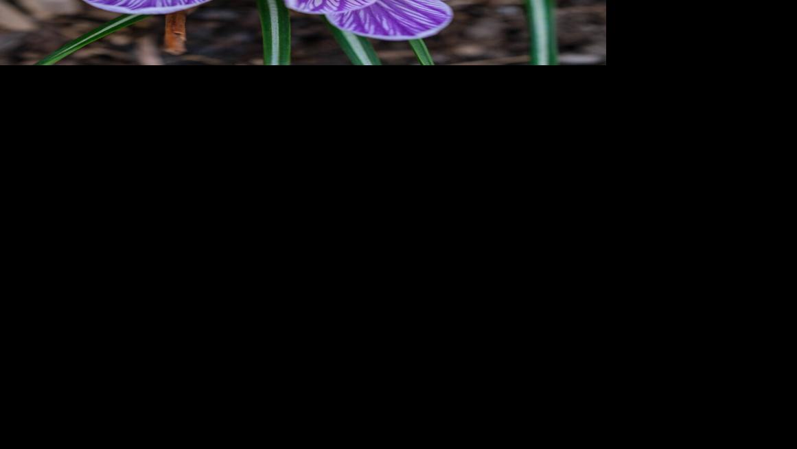 Crocus blooms seemingly force spring’s arrival