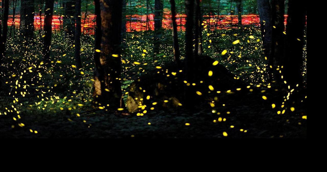 Fade into the night: Fireflies facing threats from climate change and ...