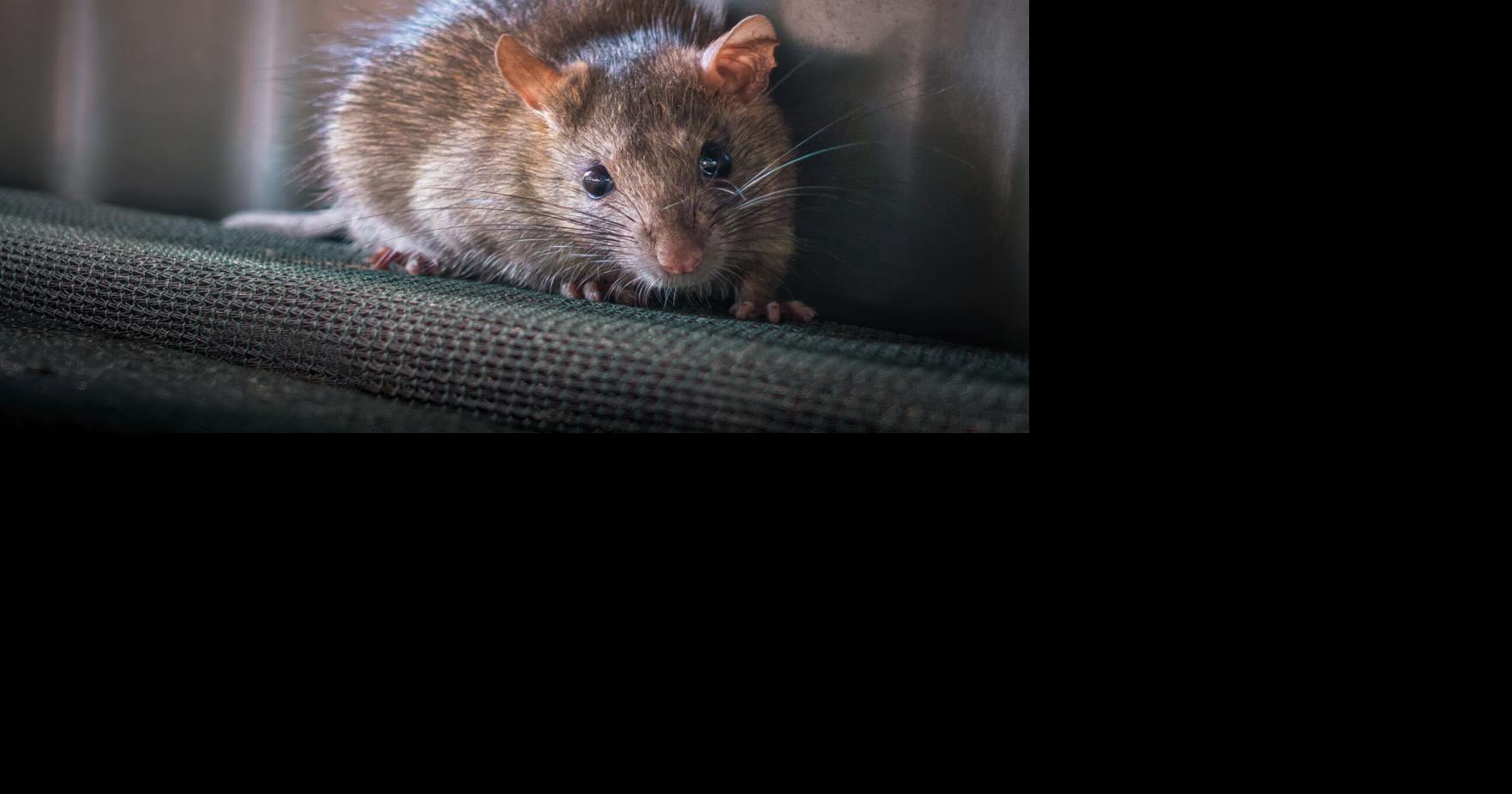 St. Catharines council wants rat control action plan