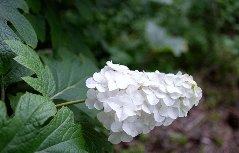 Hydrangeas a charming feature of early summer
