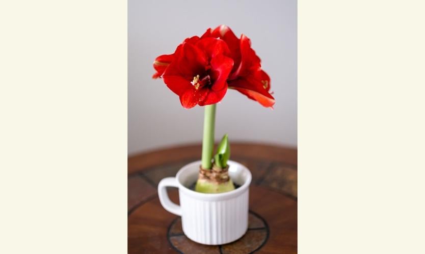 Amaryllis — more than just Christmas flowers