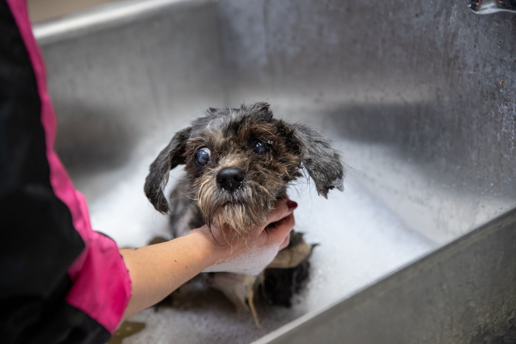 Severely matted dog now in care of Niagara SPCA