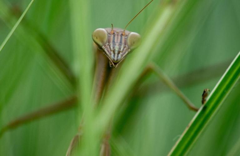 Growing Your Garden: Praying mantis — master of disguise