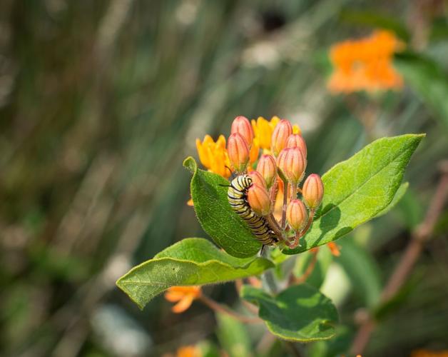 Milkweed a versatile plant for humans and animals