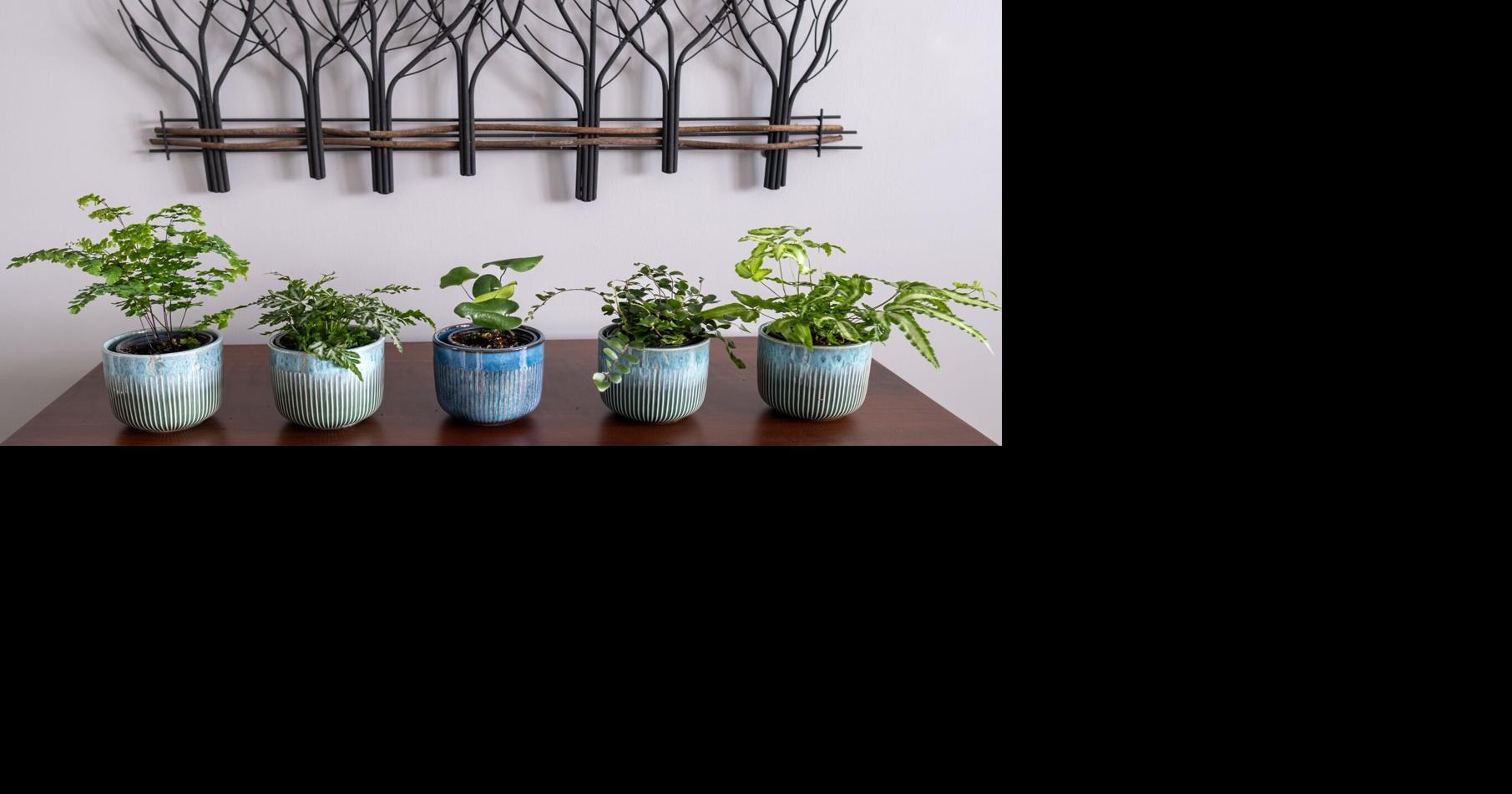 Five fabulous ferns for your home