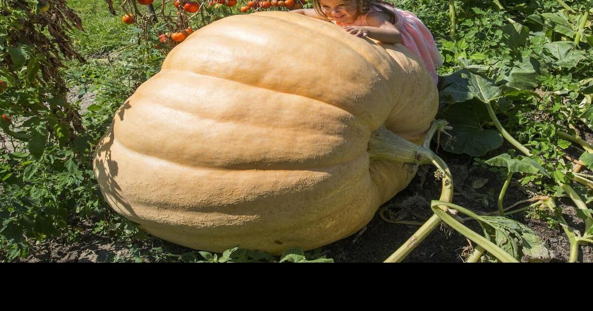 Warner Ranch and Pumpkin Farm grows 227-kg pumpkin; open for fun ...