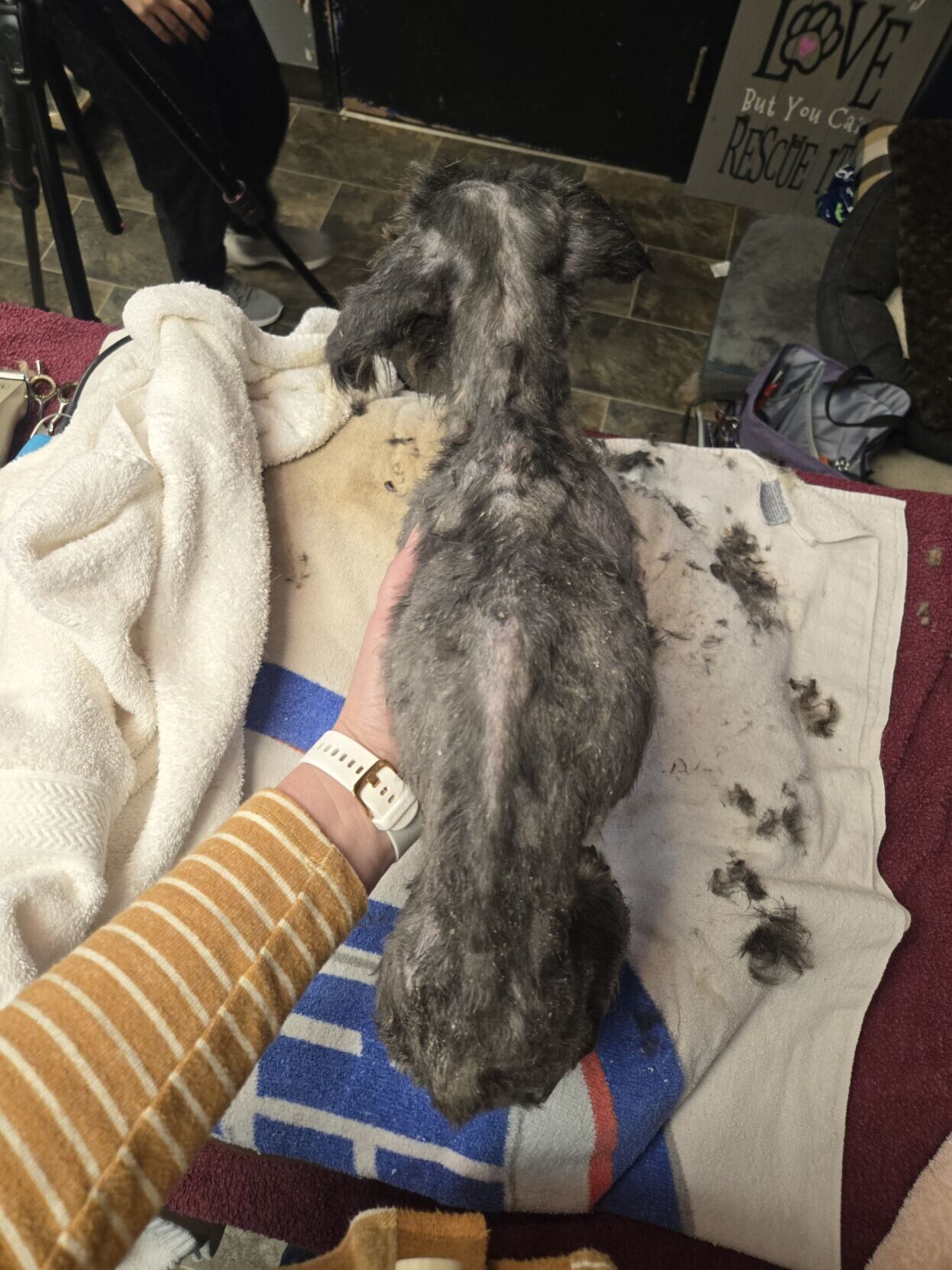 Severely matted dog now in care of Niagara SPCA