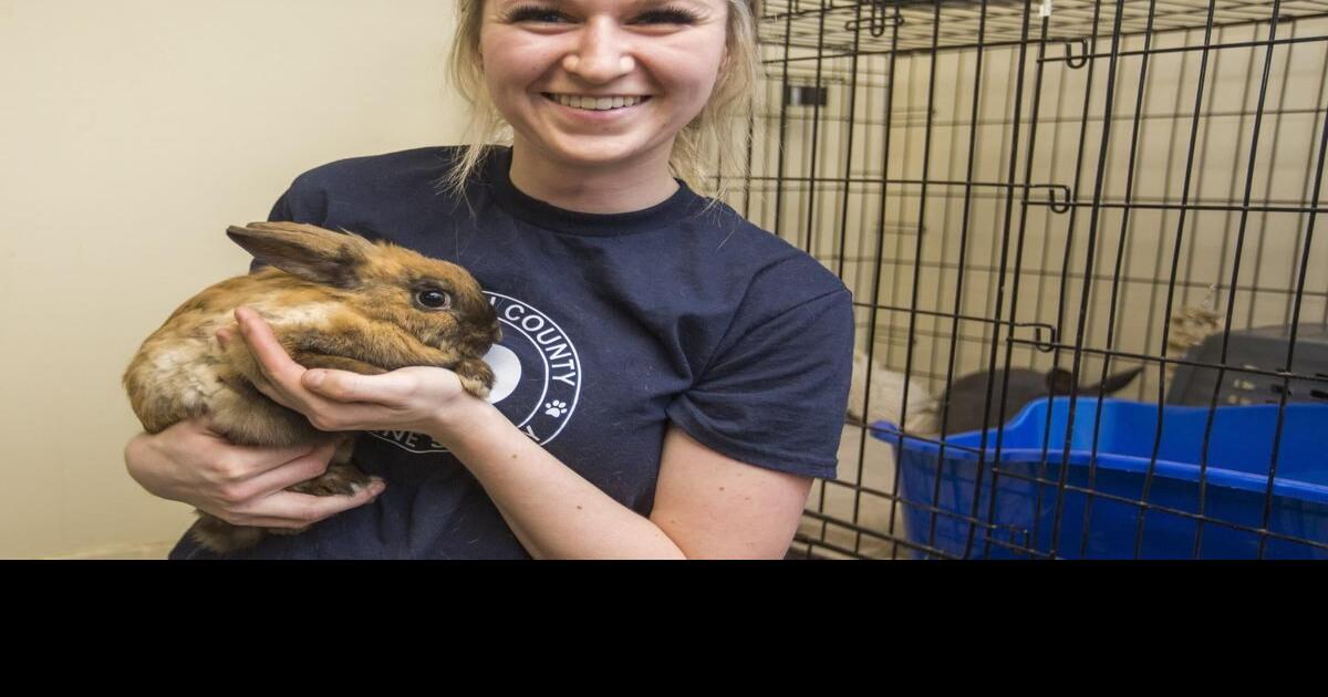Bunnies abandoned in cardboard box up for adoption
