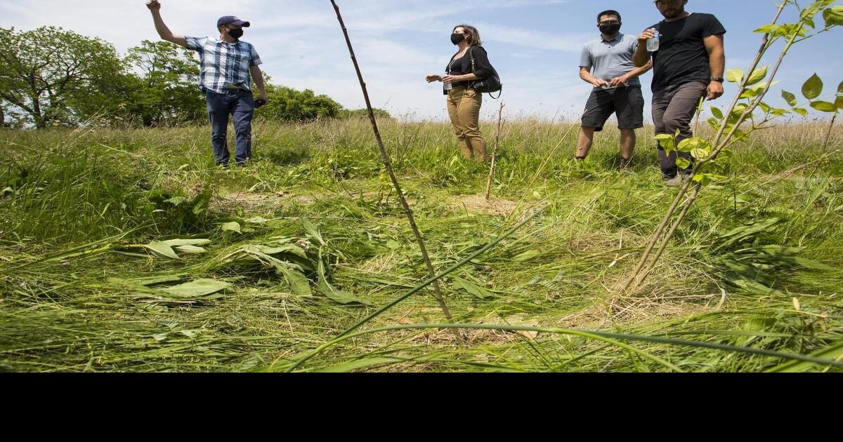7,400 trees planted at Niagara Region’s Decew Water Treatment Plant
