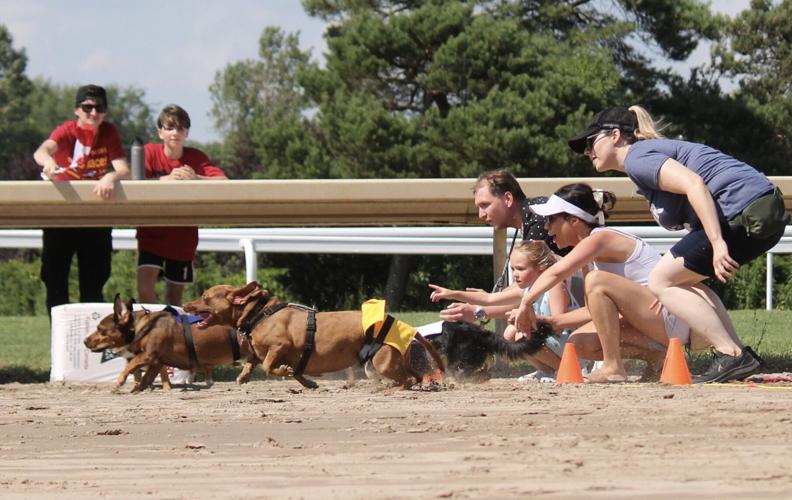 Best in Go: Wiener dog races at Fort Erie Race Track