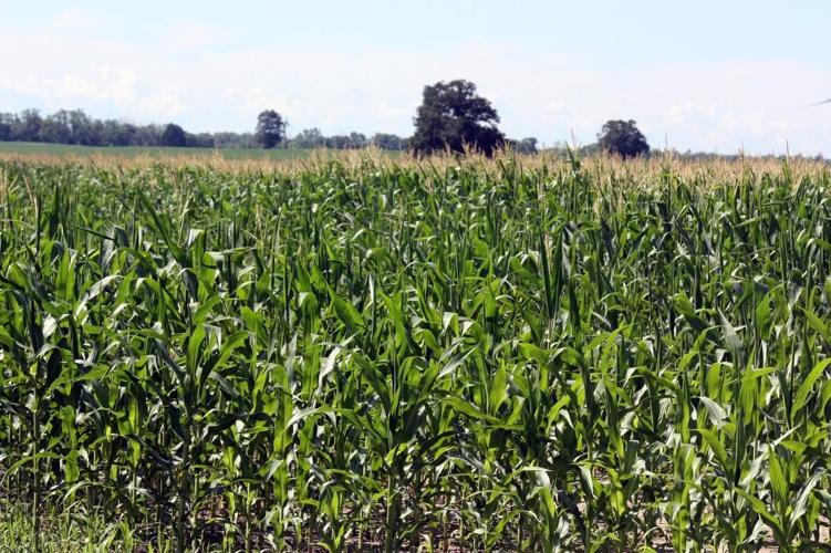 Niagara farmers ‘need a good two-, three-day soaker’ to ensure healthy ...