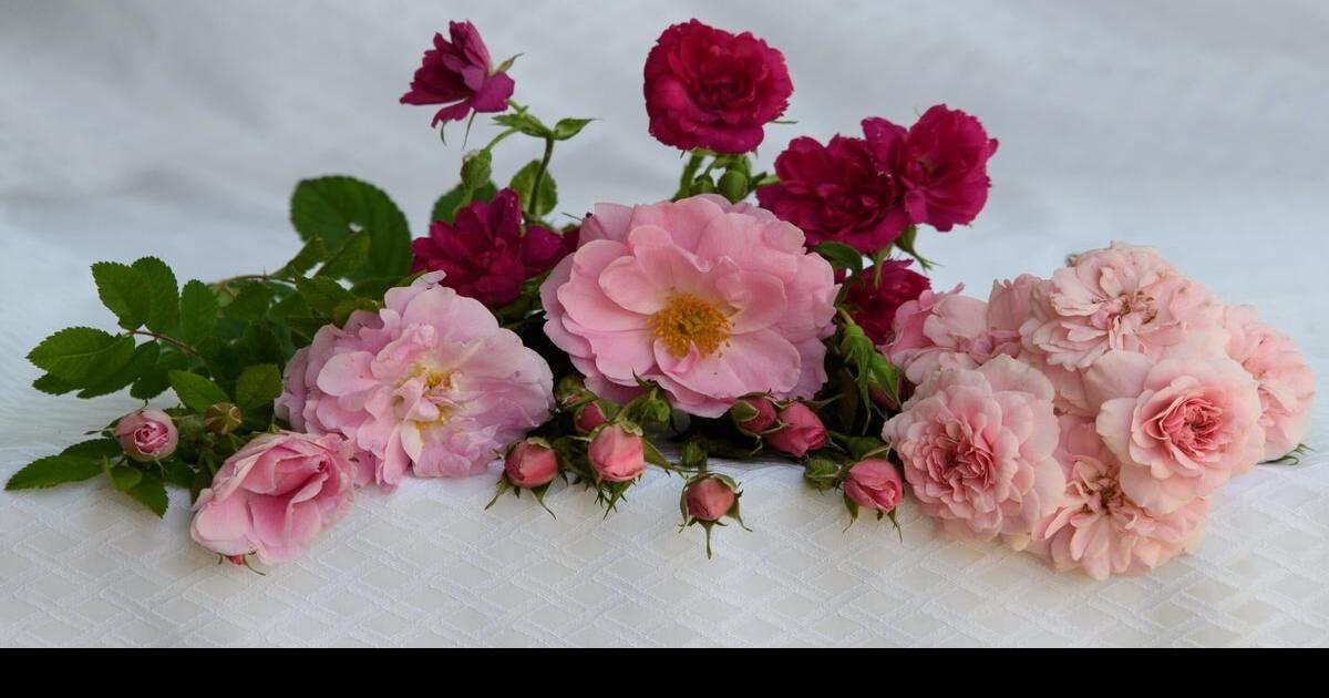 Growing Your Garden: Capturing the beauty of June roses