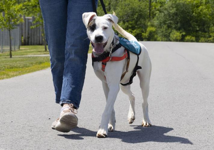 A doggy day out: Shelter pups find new hope out on the town