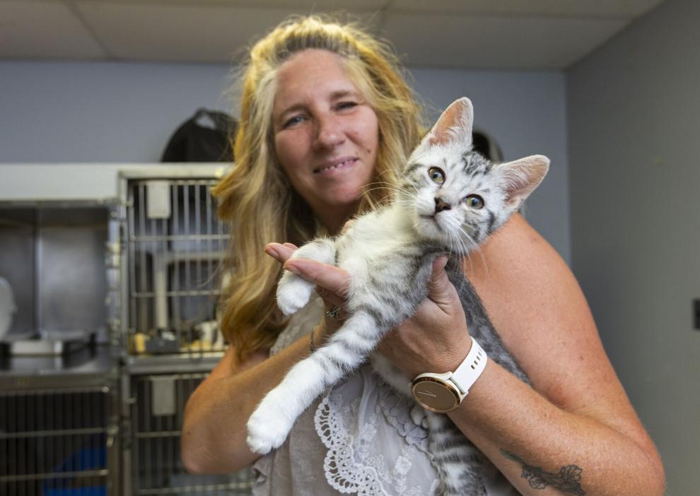 Cat-astrophe: Niagara SPCA takes in 76 felines in 4 days