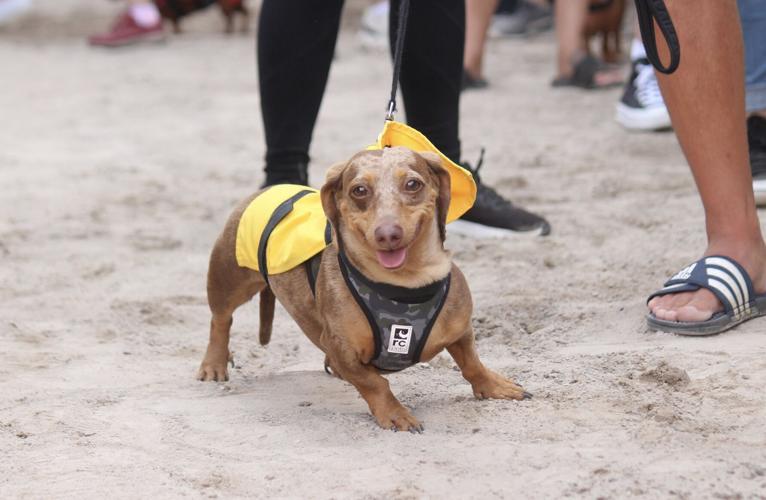Best in Go: Wiener dog races at Fort Erie Race Track