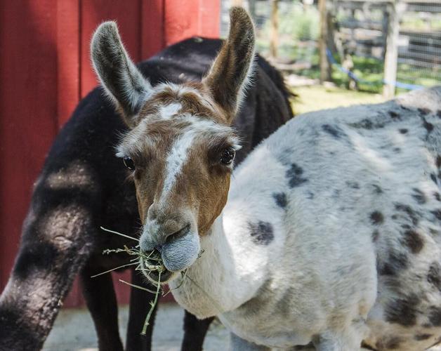Happy Rolph’s animal farm set to reopen for first time since 2019